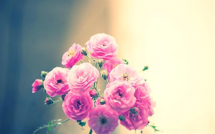 Download flowers, pink roses, twig wallpapers for desktop free ... Download flowers, pink roses, twig wallpapers for desktop free ...